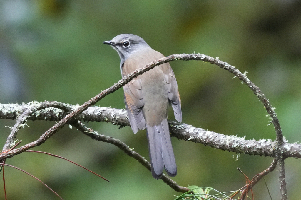 Brown-backed Solitaire in October 2024 by Emily Hjalmarson · iNaturalist