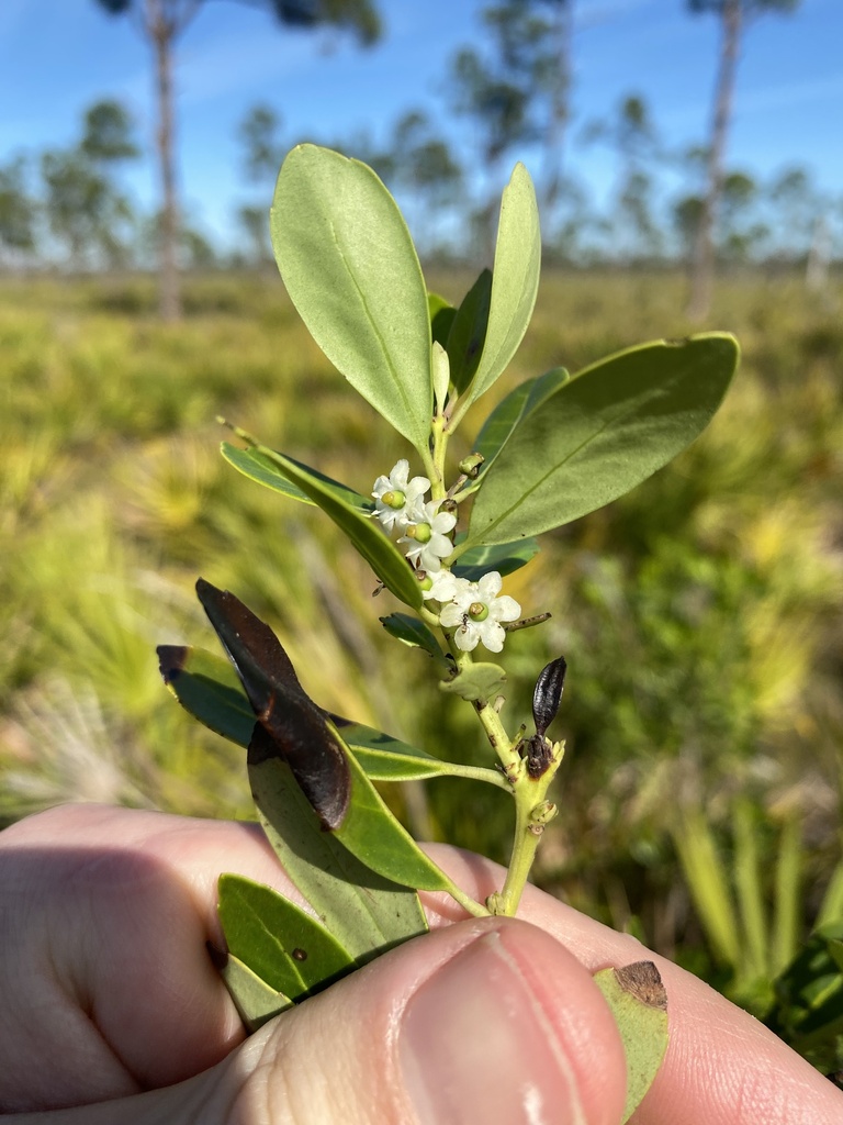 gallberry from Estero Bay Preserve State Park Trail, Estero, FL, US on ...
