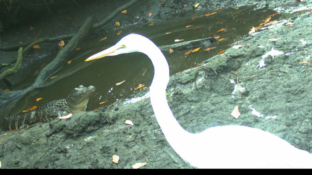 American Alligator in December 2024 by gilbertgrant. Face off with ...