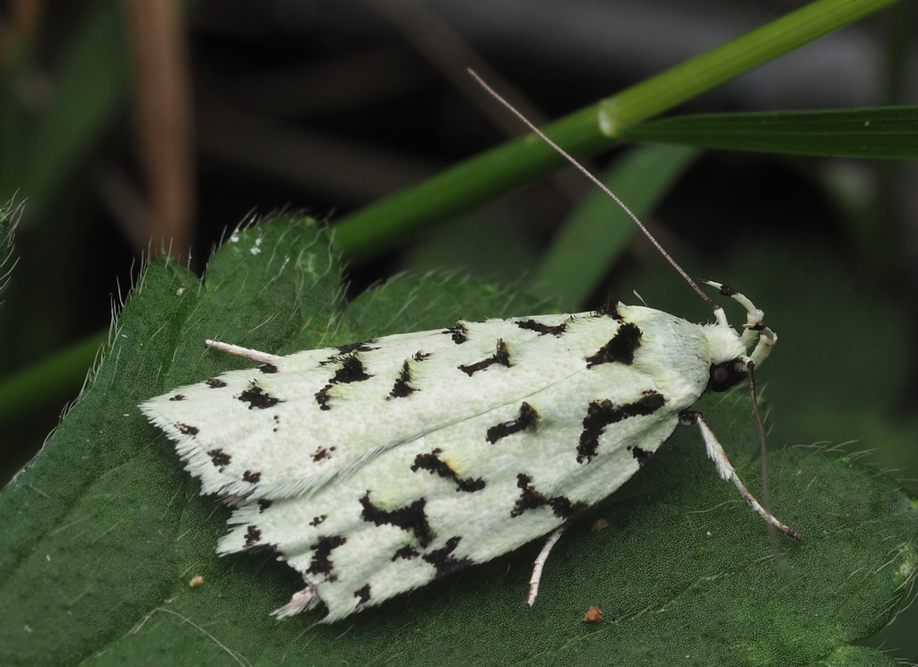 Green lichen tuft moth from Oropi 3173, New Zealand on December 24 ...