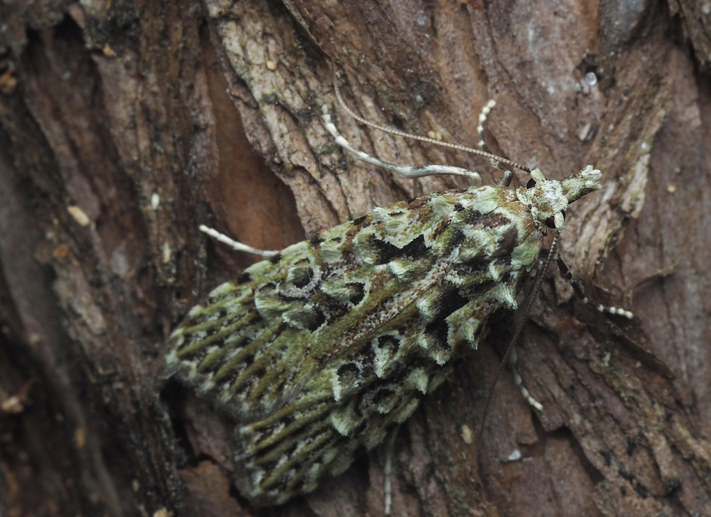 Lichen Snoutlet from Oropi 3173, New Zealand on December 24, 2024 at 09 ...