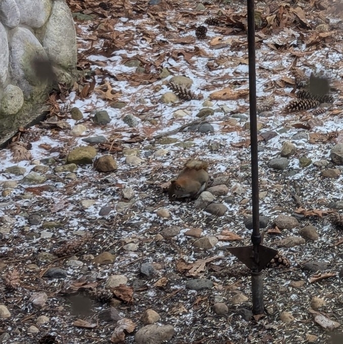 American Red Squirrel from Washington, MI 48094, USA on December 14 ...