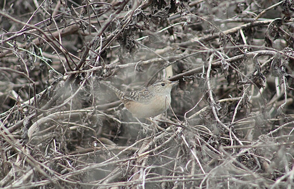 Sedge Wren from Montgomery County, TX, USA on December 24, 2024 at 10: ...