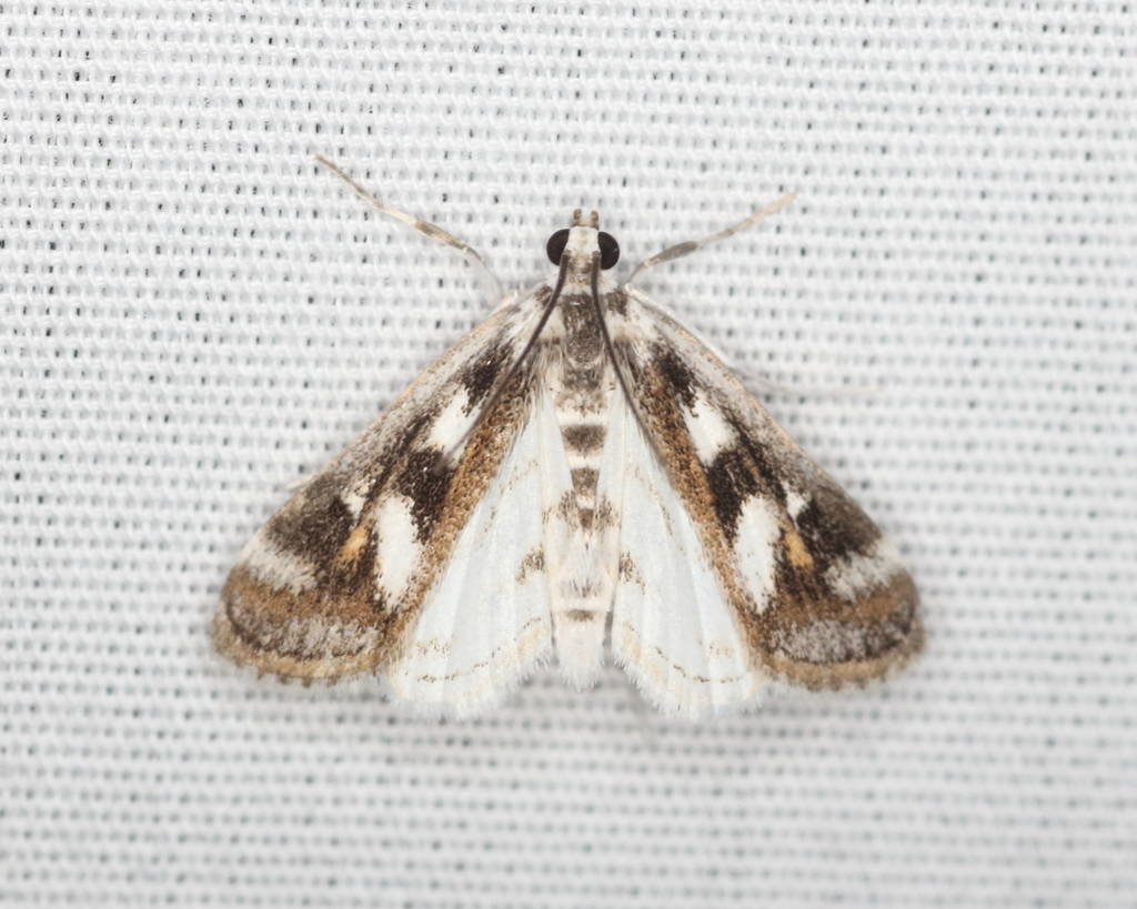 Polymorphic Pondweed Moth (Lepidoptera of Harold Parker State Forest ...
