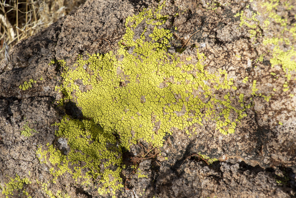 Yellow Cobblestone Lichen from Maricopa County, AZ, USA on December 24 ...