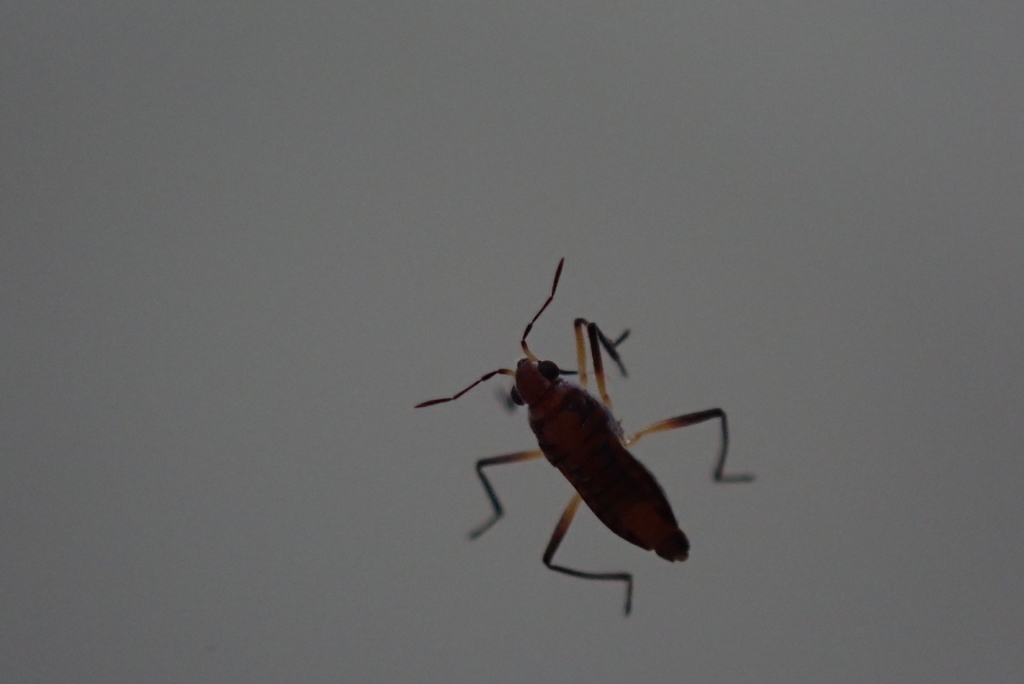 Microvelia pulchella from Urbanizacion Los Algarrobos de la Viña ...