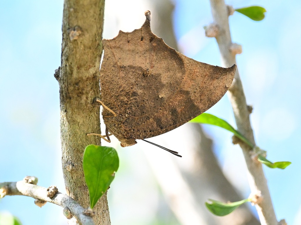 Tropical Leafwing from Mission, TX, USA on December 9, 2024 at 01:57 PM ...