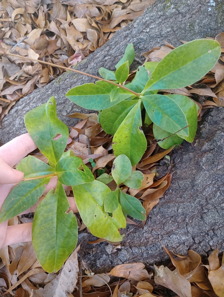 Jewels of Opar from Magee, MS, USA on December 22, 2024 at 01:27 PM by ...