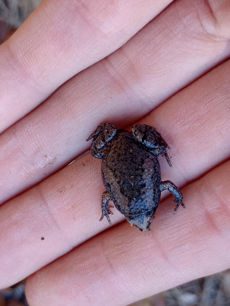 Eastern Narrow-mouthed Toad from Magee, MS, USA on December 22, 2024 at ...