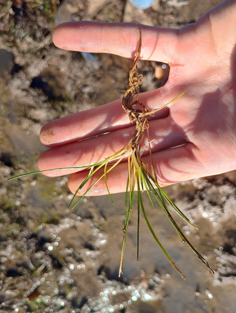 Keeled bulrush from Sanatorium, MS 39111, USA on December 23, 2024 at ...