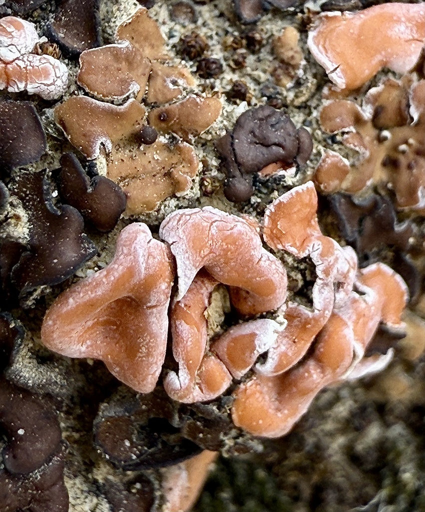 Blushing Scale from Santa Rosa and San Jacinto Mountains National ...