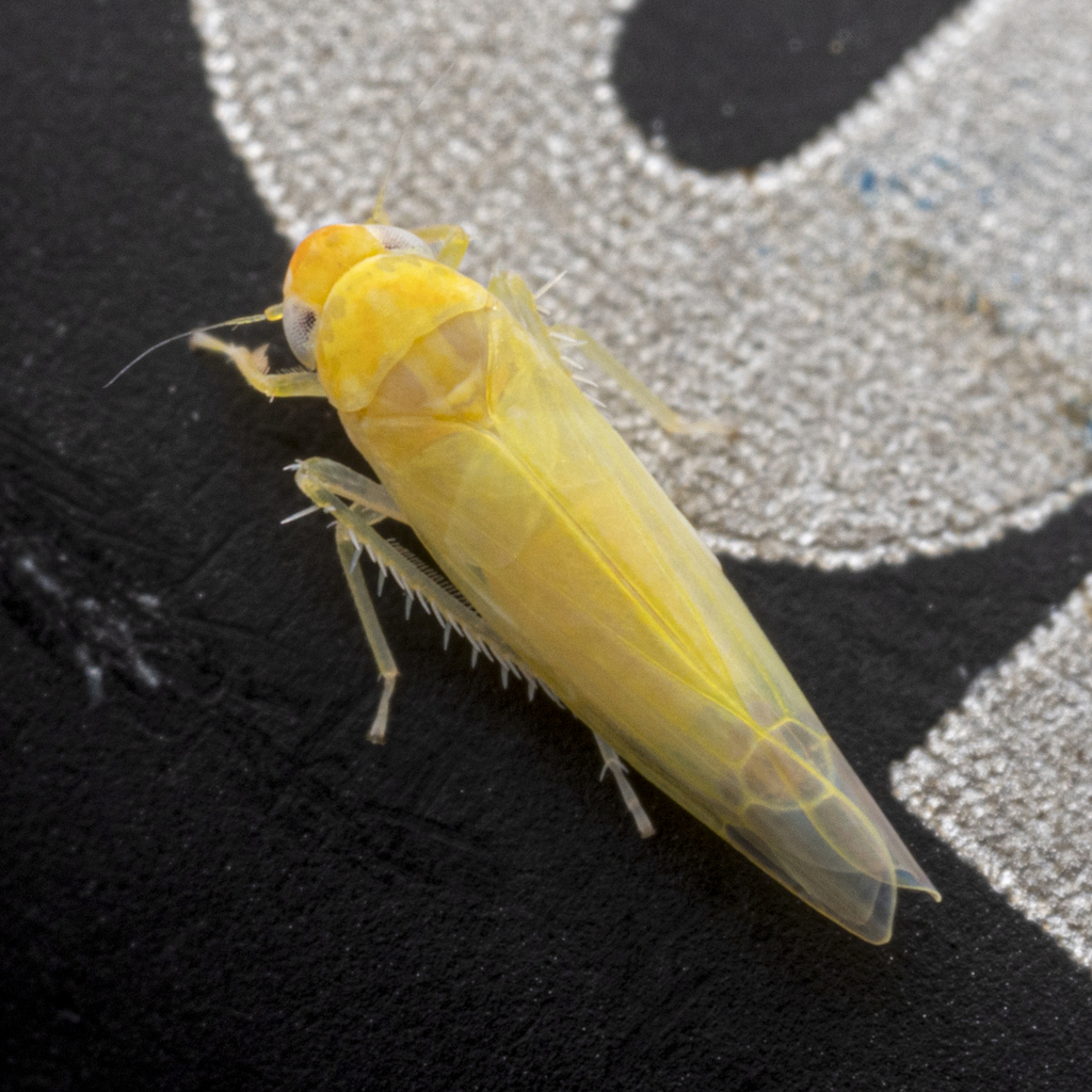 White Apple Leafhopper from Allegany County, MD, USA on June 1, 2024 at ...