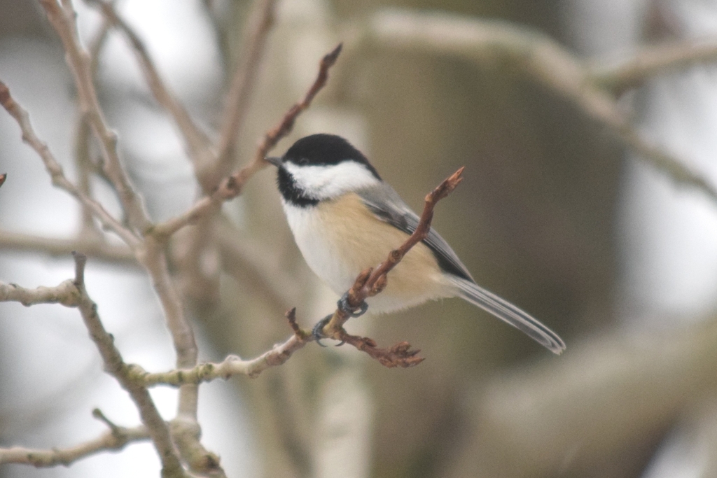 Black-capped Chickadee from Russell Island, MI 48001, USA on December ...
