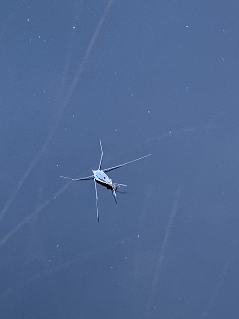 Neogerris hesione from Savannas Preserve State Park, Port Saint Lucie ...