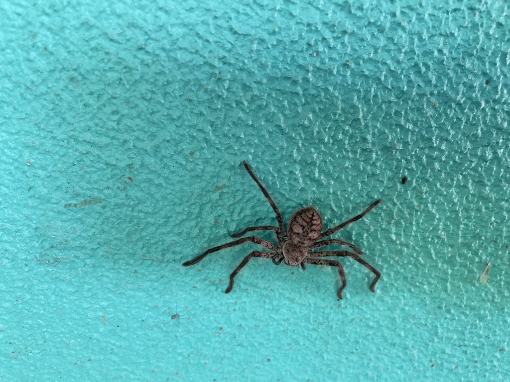 Typostola heterochroma from Kyogle Rd, Terragon, NSW, AU on December 25 ...