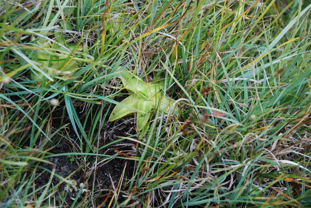 Common Butterwort from Morbylanga, Sweden on August 17, 2016 at 01:37 ...