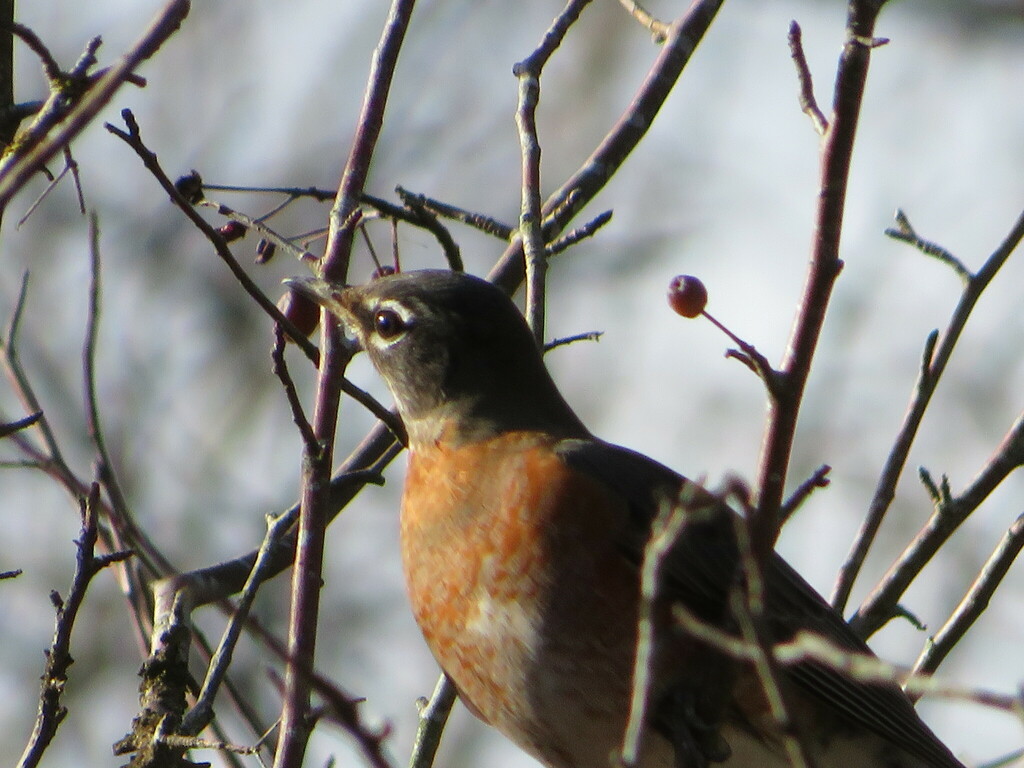 American Robin from Delta, BC, Canada on December 24, 2024 at 11:47 AM ...