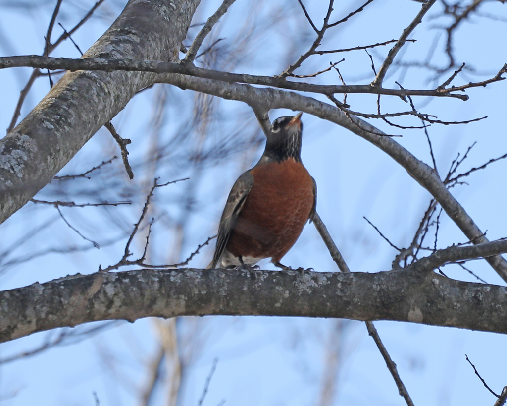 American Robin from St Charles County, MO, USA on December 17, 2024 at ...