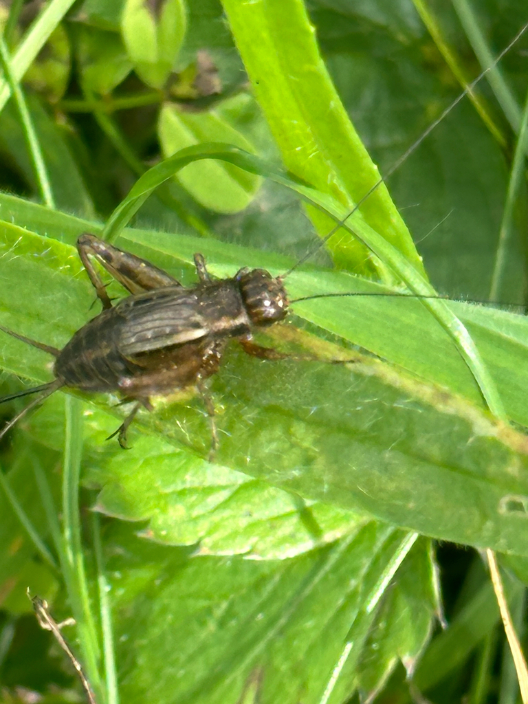 Robust Ground Crickets from Watauga County, US-NC, US on August 20 ...