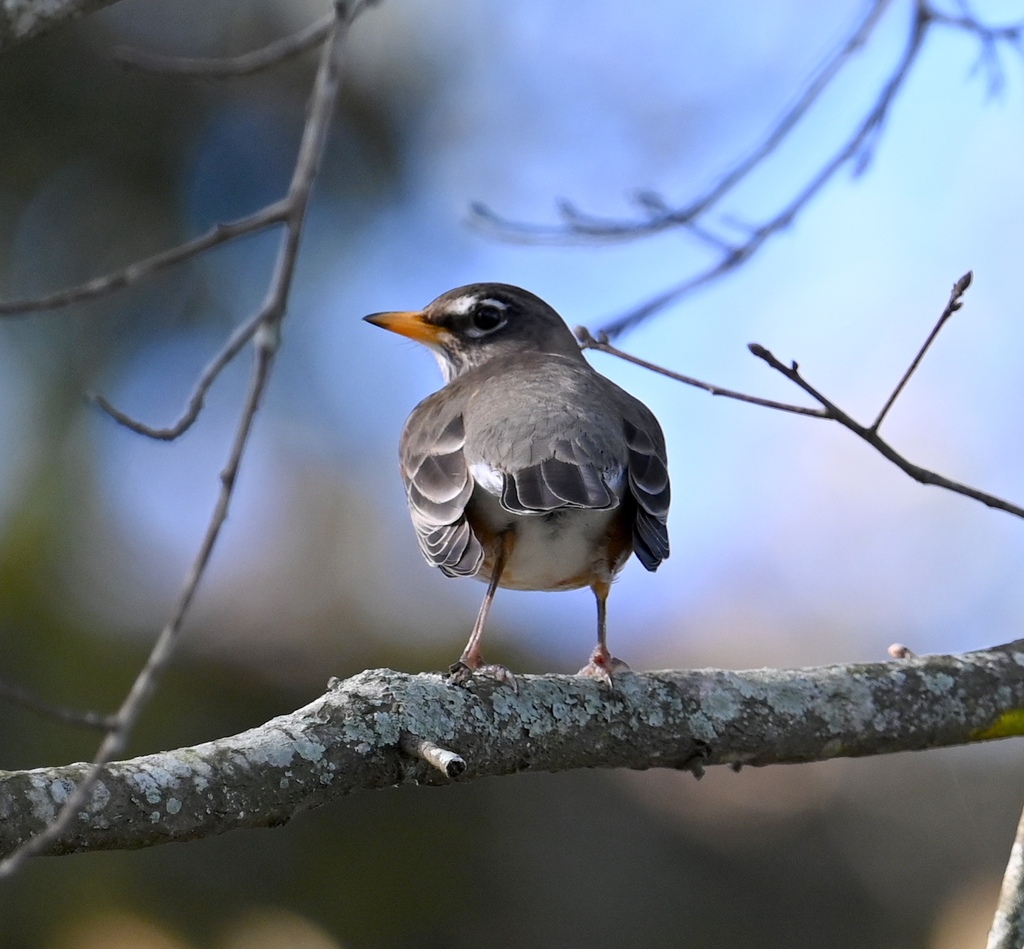 American Robin from Highlands/Perkins, Baton Rouge, LA, USA on December ...