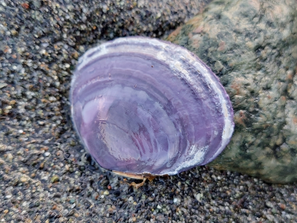 Purple Mahogany Clam from Island County, US-WA, US on December 24, 2024 ...