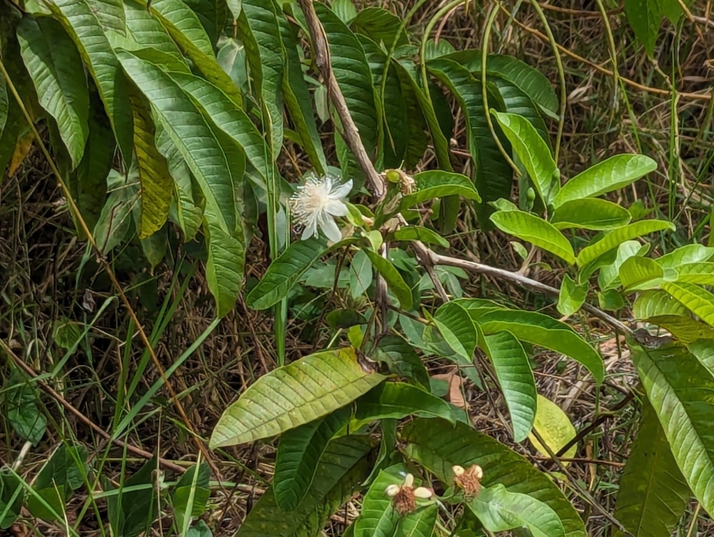 Common guava from El Progreso, Ecuador on May 27, 2024 at 12:39 PM by ...