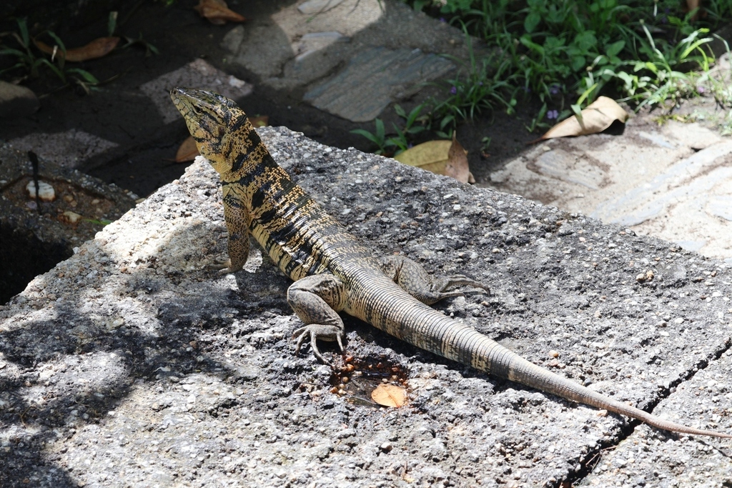 Cryptic Golden Tegu from Asa Wright Nature Centre, Blanchisseuse Rd ...