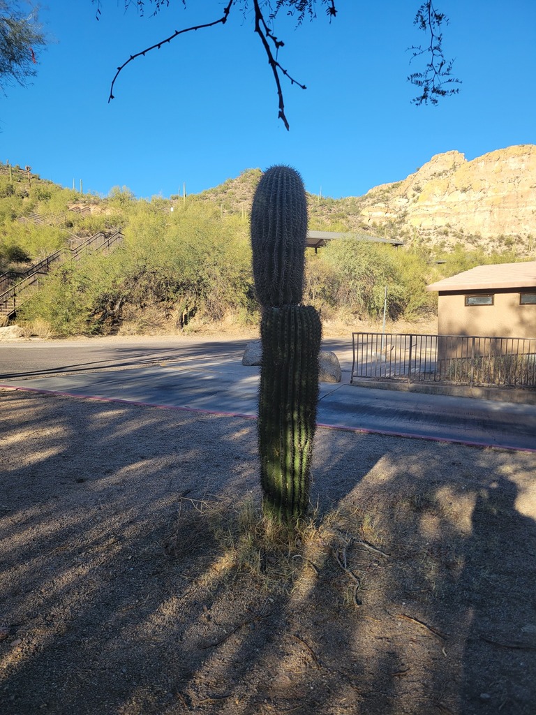 saguaro from Maricopa County, AZ, USA on November 13, 2024 at 03:45 PM ...