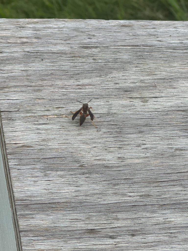 fuscatus-group Paper Wasps from Watauga County, Blue Ridge Parkway, US ...