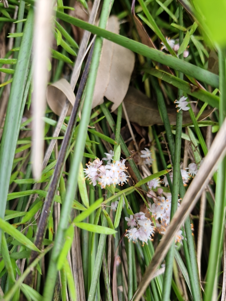 African Asparagus from Wallsend on December 25, 2024 at 10:57 AM by ...