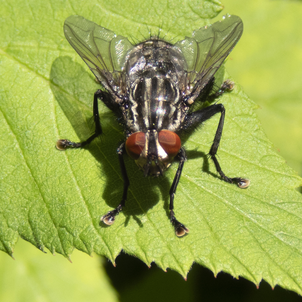 Common Flesh Flies from Shepard Settlement, Onondaga County, NY, USA on ...