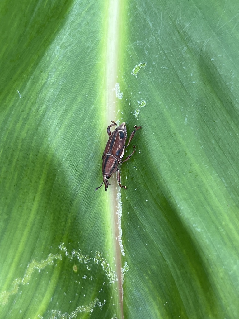 Sphenocorynes ocellatus in December 2024 by Nakatada Wachi · iNaturalist