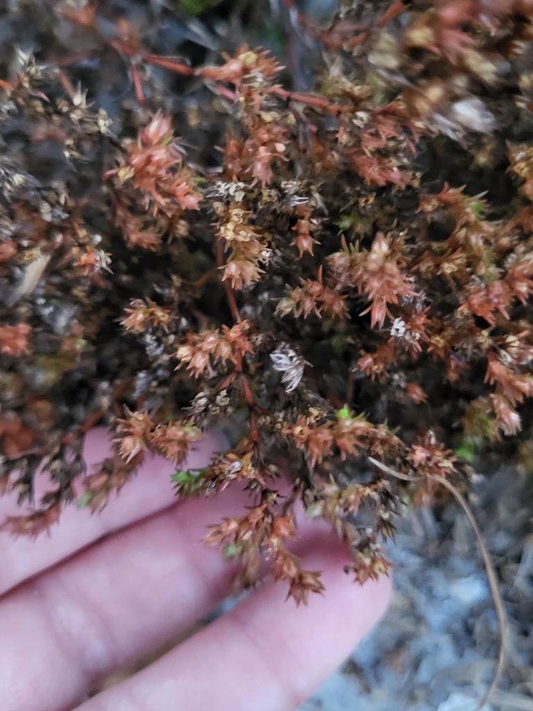 Rust Weed in December 2024 by V. Crouton · iNaturalist