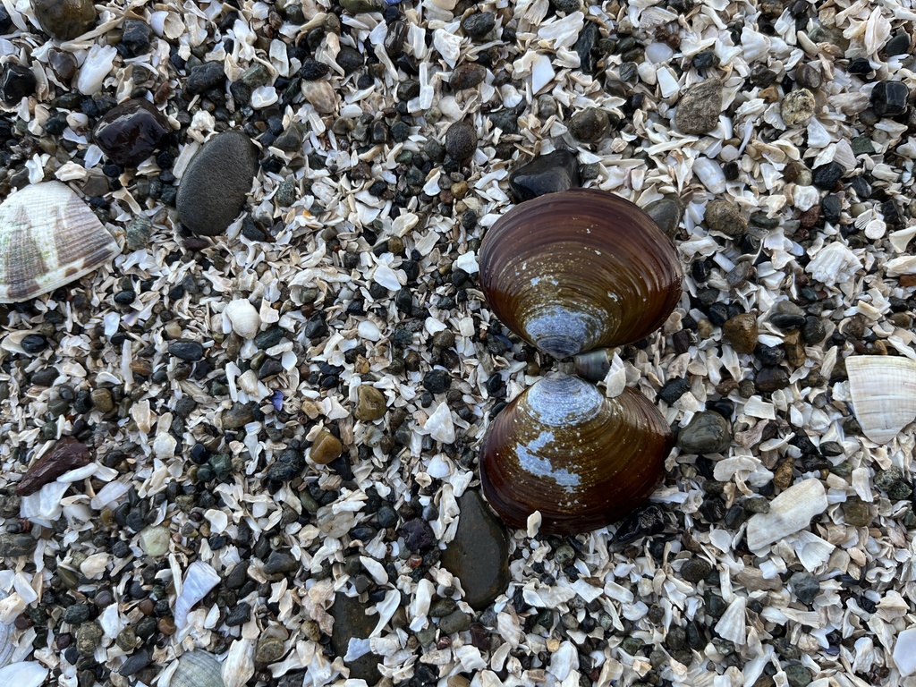 Purple Mahogany Clam from Budd Inlet, Olympia, WA, US on December 24 ...