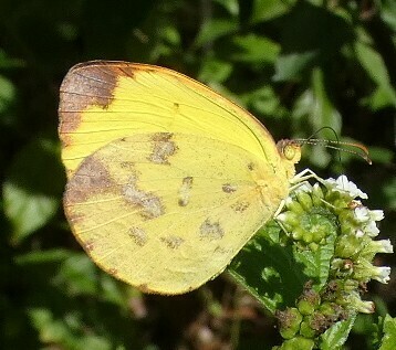 Dina Yellow from Fairchild Tropical Botanic Garden, Old Cutler Rd ...