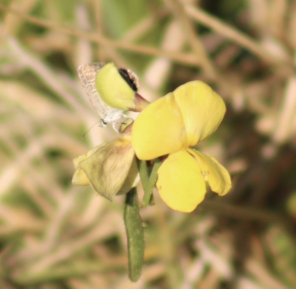 Wild Cowpea from Orlando Wetlands Park Trail, Christmas, FL, US on ...