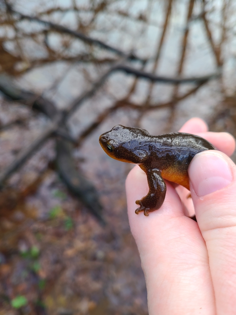Rough-skinned Newt from Sunset, West Linn, OR, USA on December 24, 2024 ...