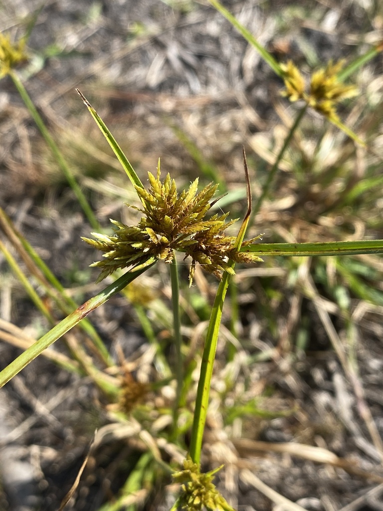 Bunchy flat-sedge from Estero Bay Preserve State Park Trail, Fort Myers ...