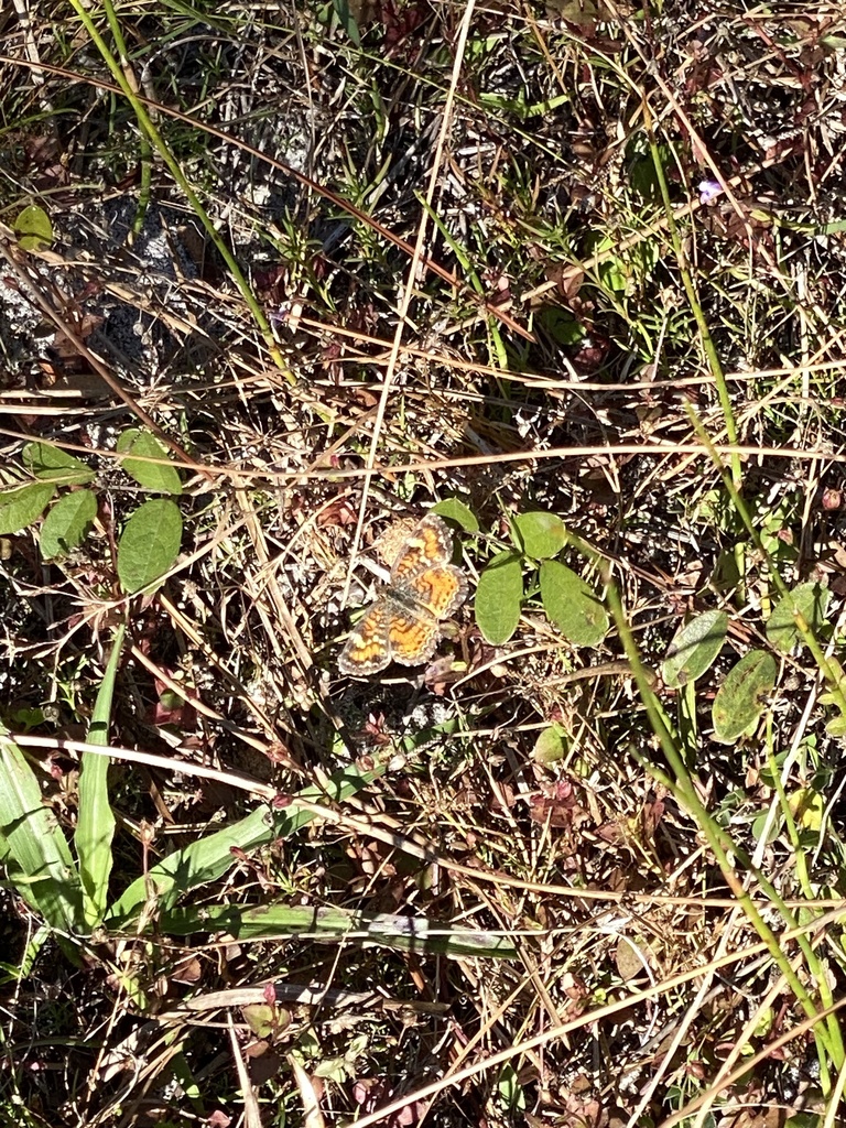Phaon Crescent from Estero Bay Preserve State Park Trail, Estero, FL ...