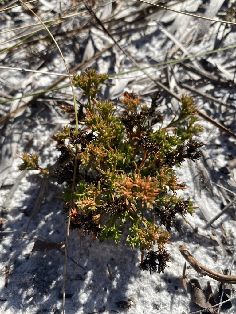 Rust Weed from Estero Bay Buffer Preserve, Estero, FL, US on December ...