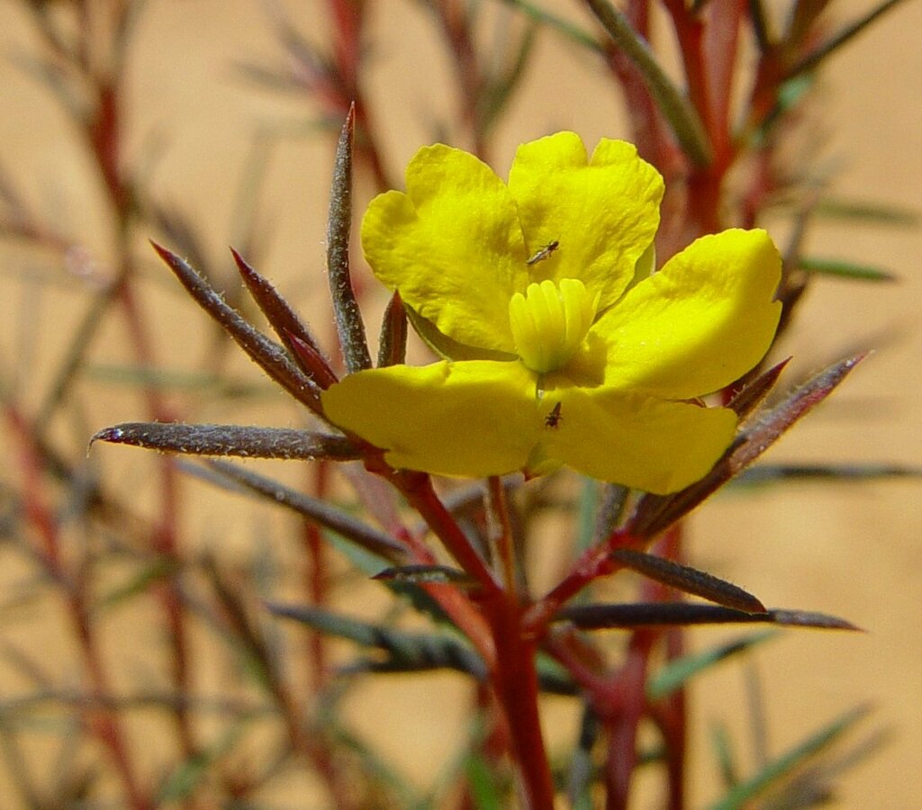 Hibbertia callida from Alma WA 6535, Australia on November 5, 2003 by ...