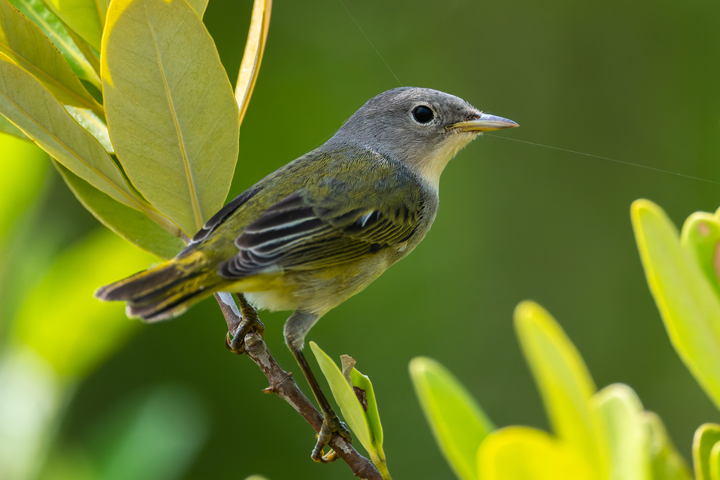 Yellow Warbler from Belize, Belize on October 8, 2024 at 09:31 AM by ...
