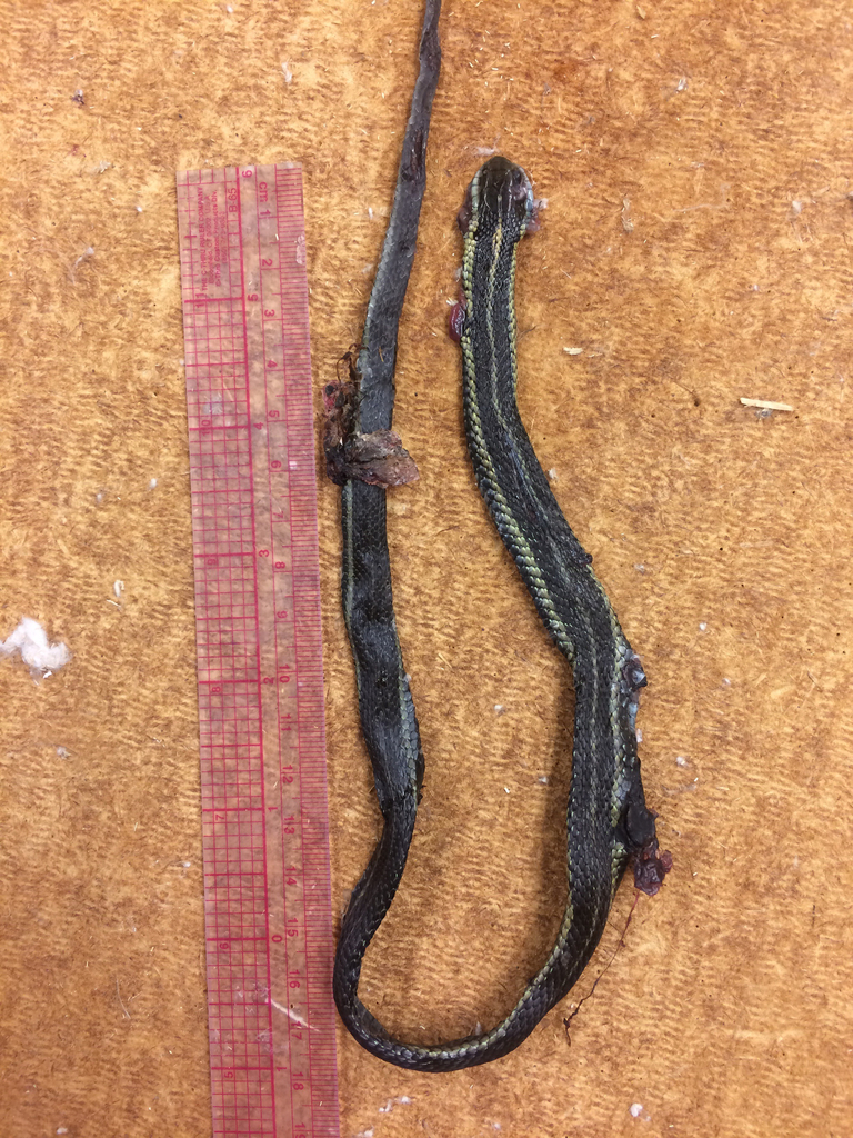 Northwestern Garter Snake from Vashon Island, King Co., WA, US on ...