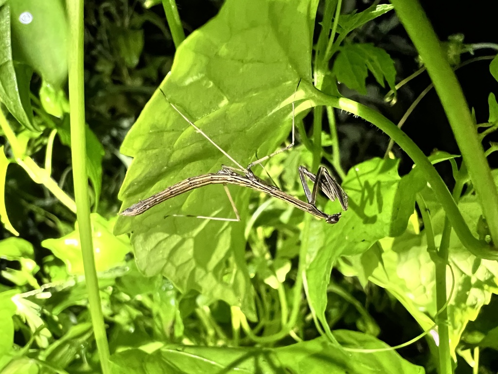 Musonia remota from La Española, Guayacanes, San Pedro de Macorís, DO ...