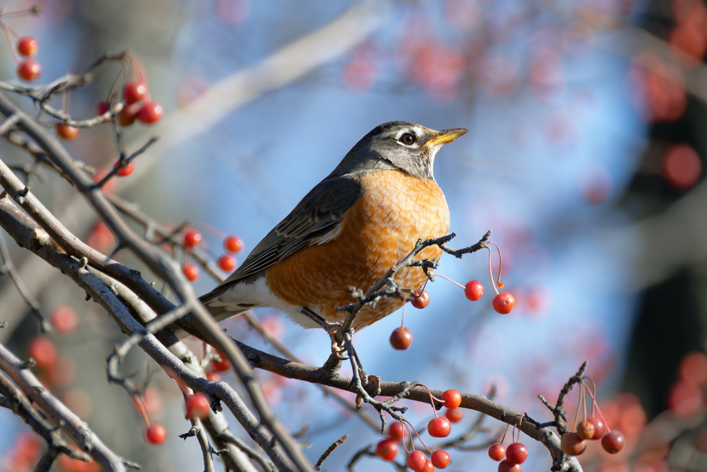 American Robin from Bay Ridge, Brooklyn, NY, USA on December 14, 2024 ...