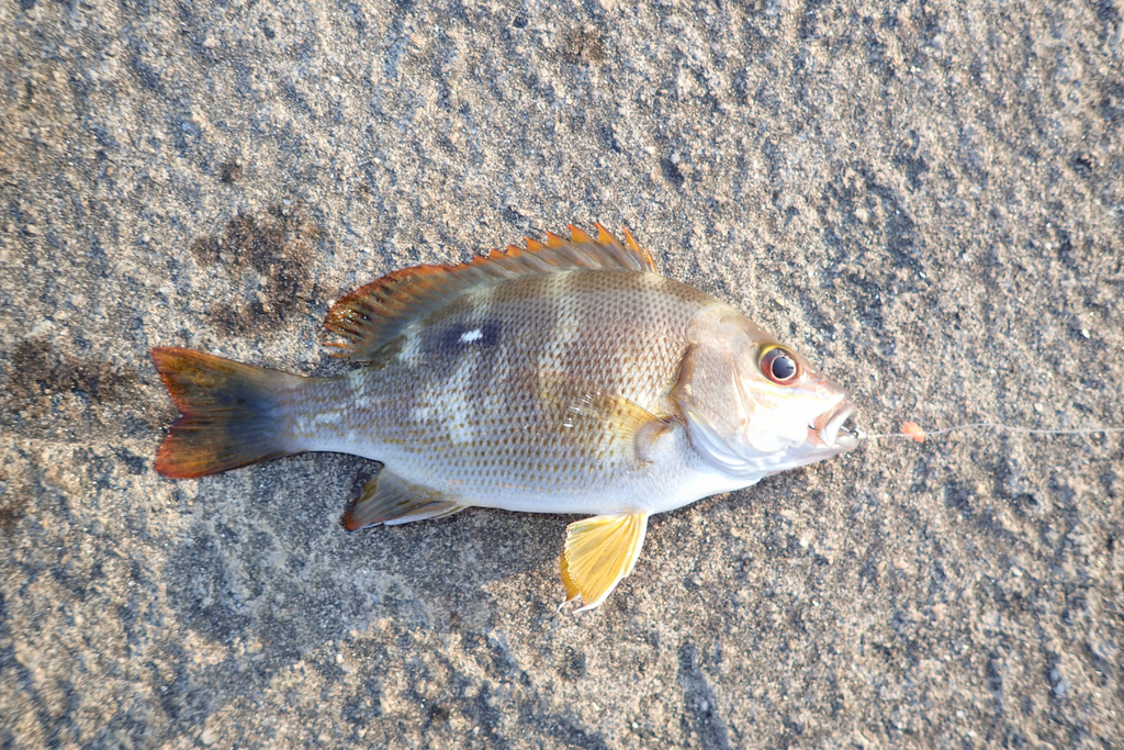 White-spotted Snapper from 中国广东省湛江市麻章区 on January 20, 2024 at 05:19 PM ...