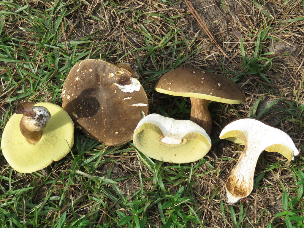 Boletus variipes fagicola (Guía general de Macrohongos de Costa Rica ...