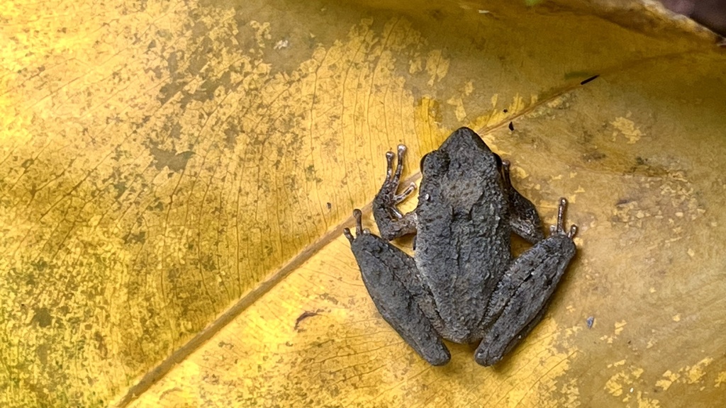 Ota's stream tree frog from 臺灣島, 三地門鄉, 屏東縣, TW on December 25, 2024 at ...