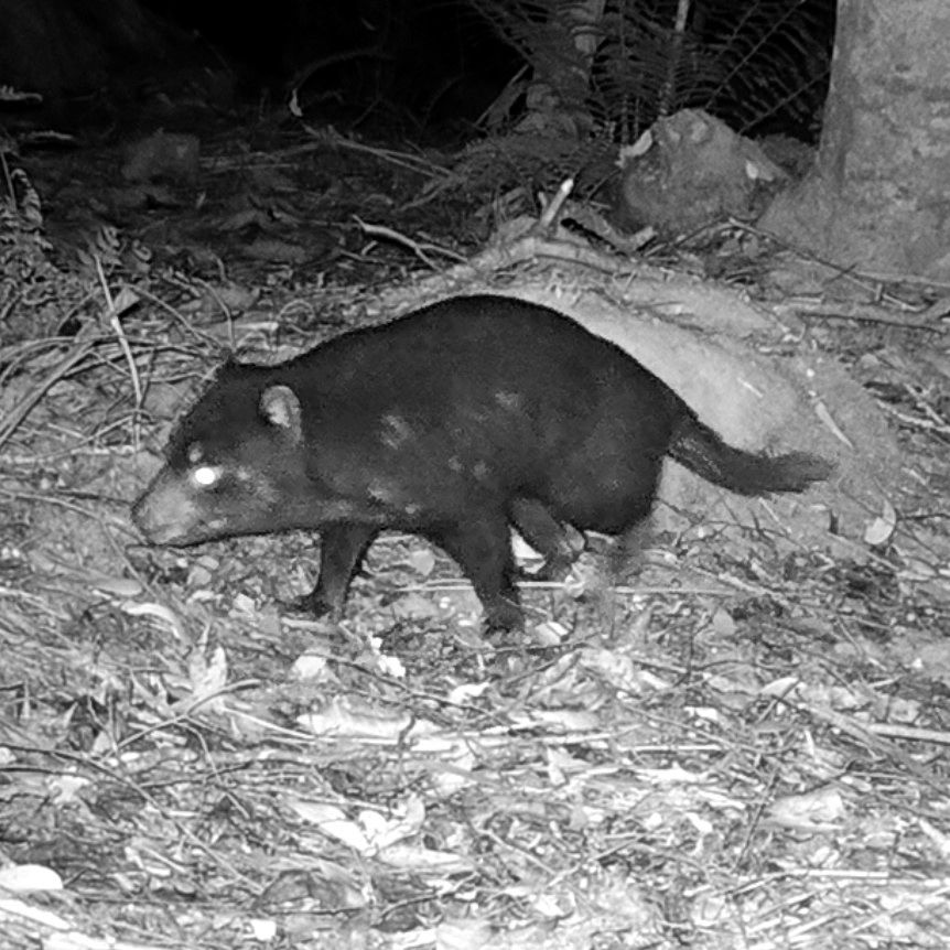 Tasmanian Devil from South Nietta TAS 7315, Australia on December 15 ...