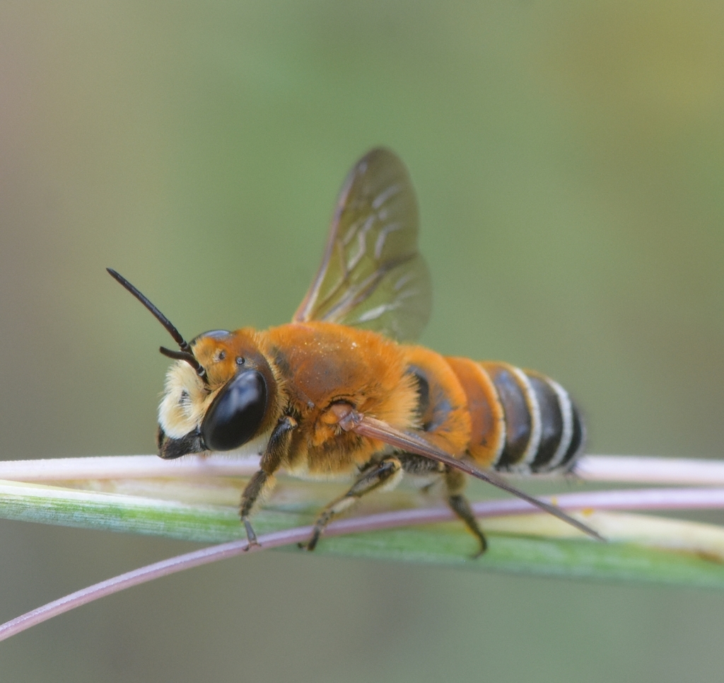 Woolly Wall Bee (Bees of Montserrat) · iNaturalist